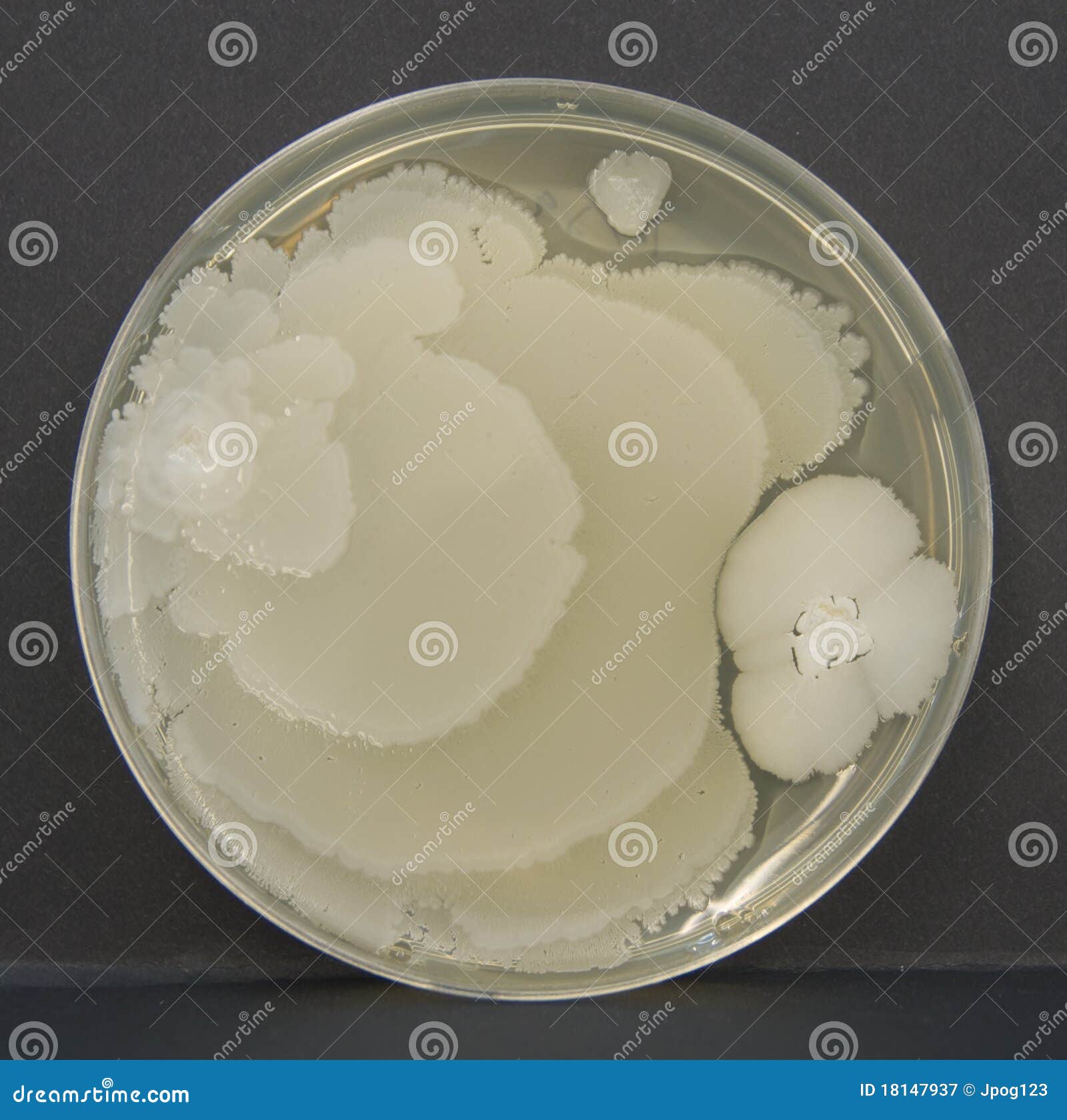 Bazillus Bakterium Auf Einer Petri-Platte Stockbild - Bild von petri ...