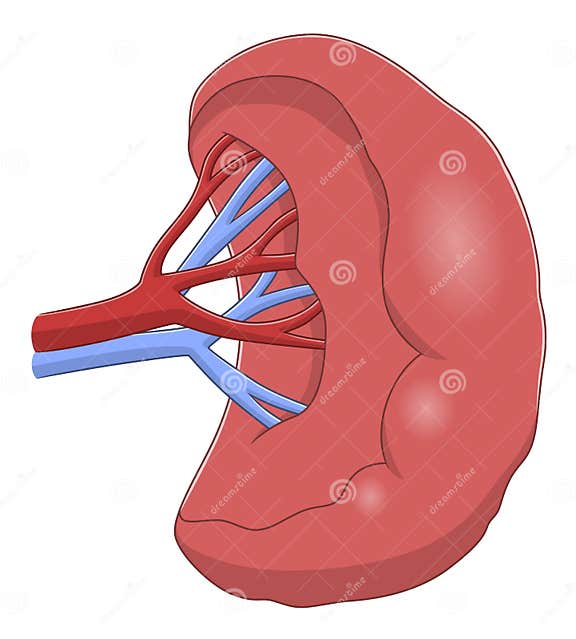 Bazo ilustración del vector. Ilustración de interno, bazo - 87857479