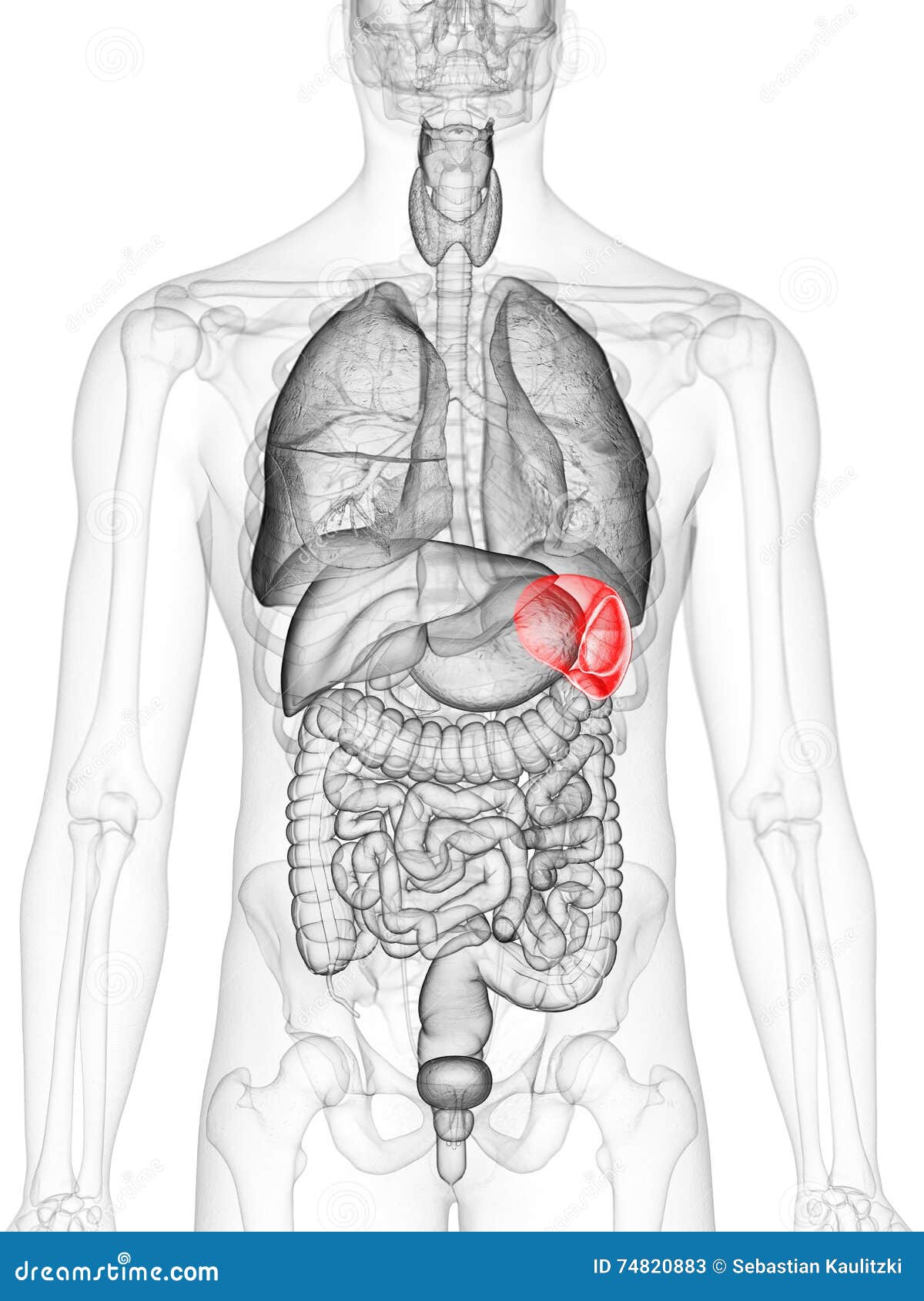 Bazo humano stock de ilustración. Ilustración de ciencia - 74820883