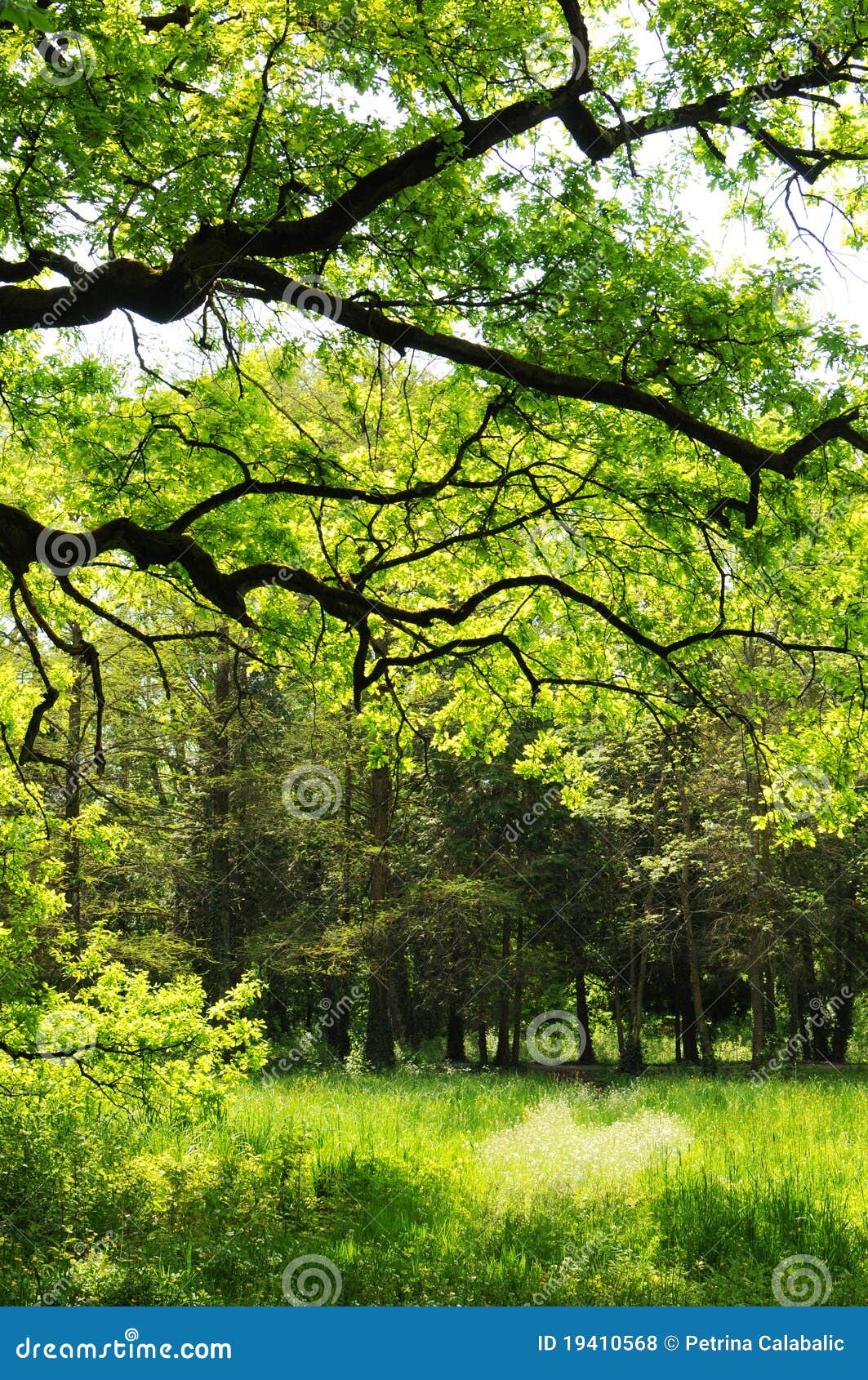 Dendrology, The Study Of Trees Is Illustrated With A Tree Growing Out ...