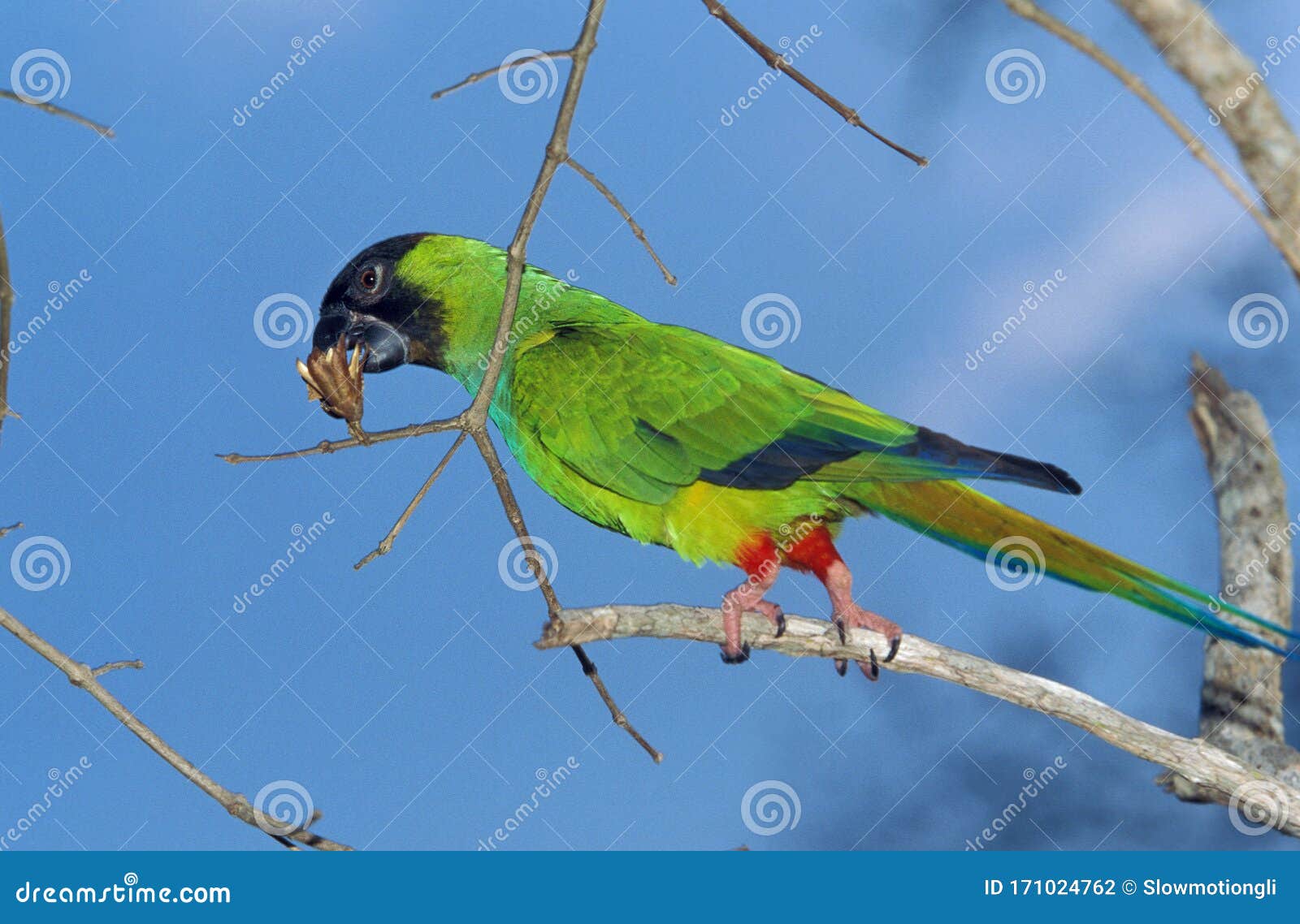 CONURE NANDAY Nandayus Nenday Stock Photo - Image of wildlife, bird ... CONURE NANDAY Nandayus Nenday Stock Photo - Image of wildlife, bird ...