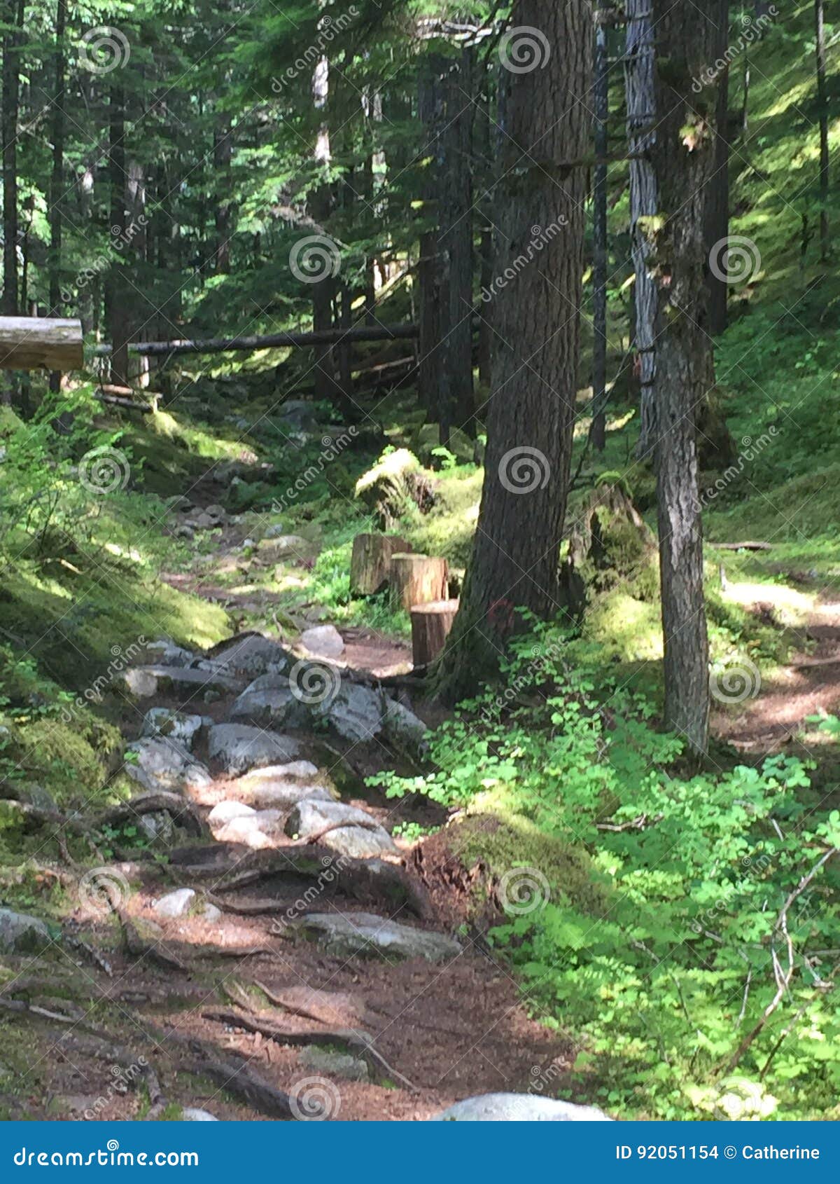 BC Pathway stock photo. Image of british, forested, pathway - 92051154