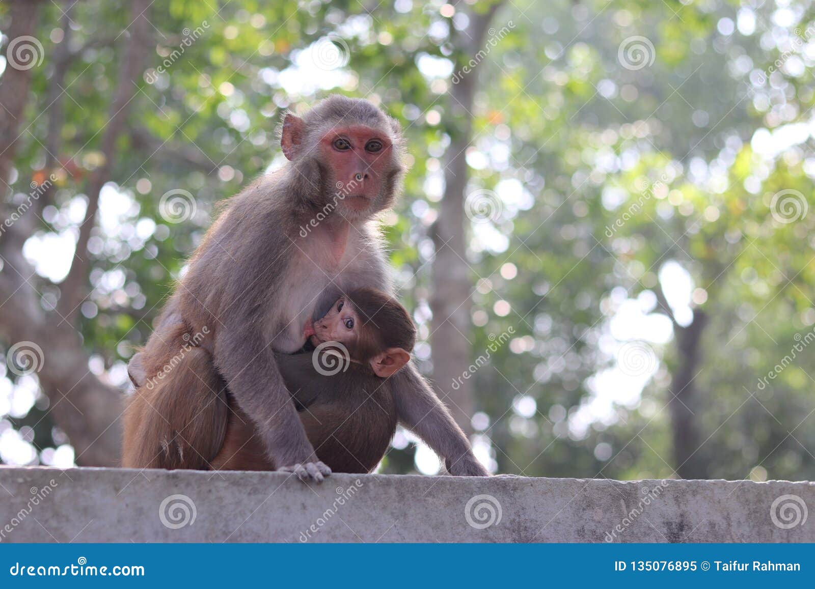 Mom Monkey Feeding Her Baby Stock Image - Image of feeding, monkey ...
