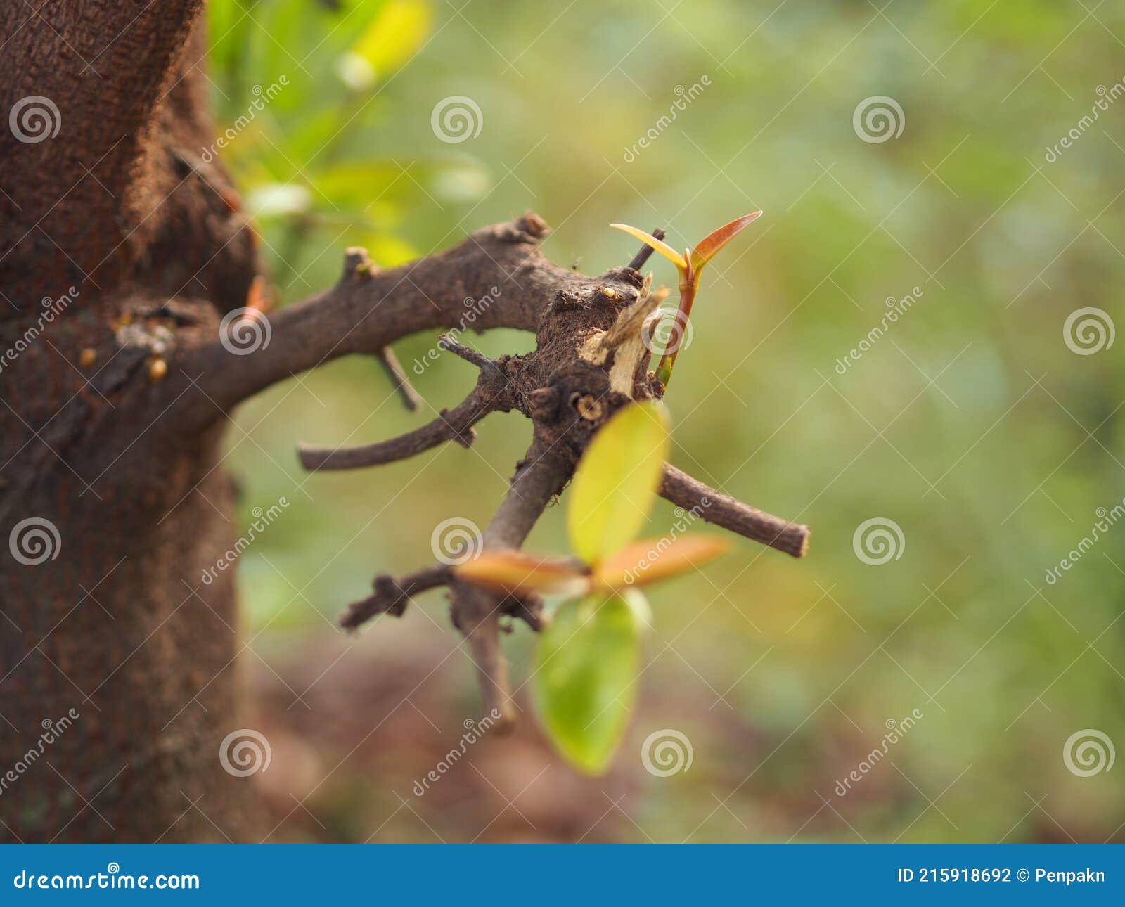 Be in a Bud, Put Forth Fresh Leaves, Sprouting Young Leaves on Tree ...