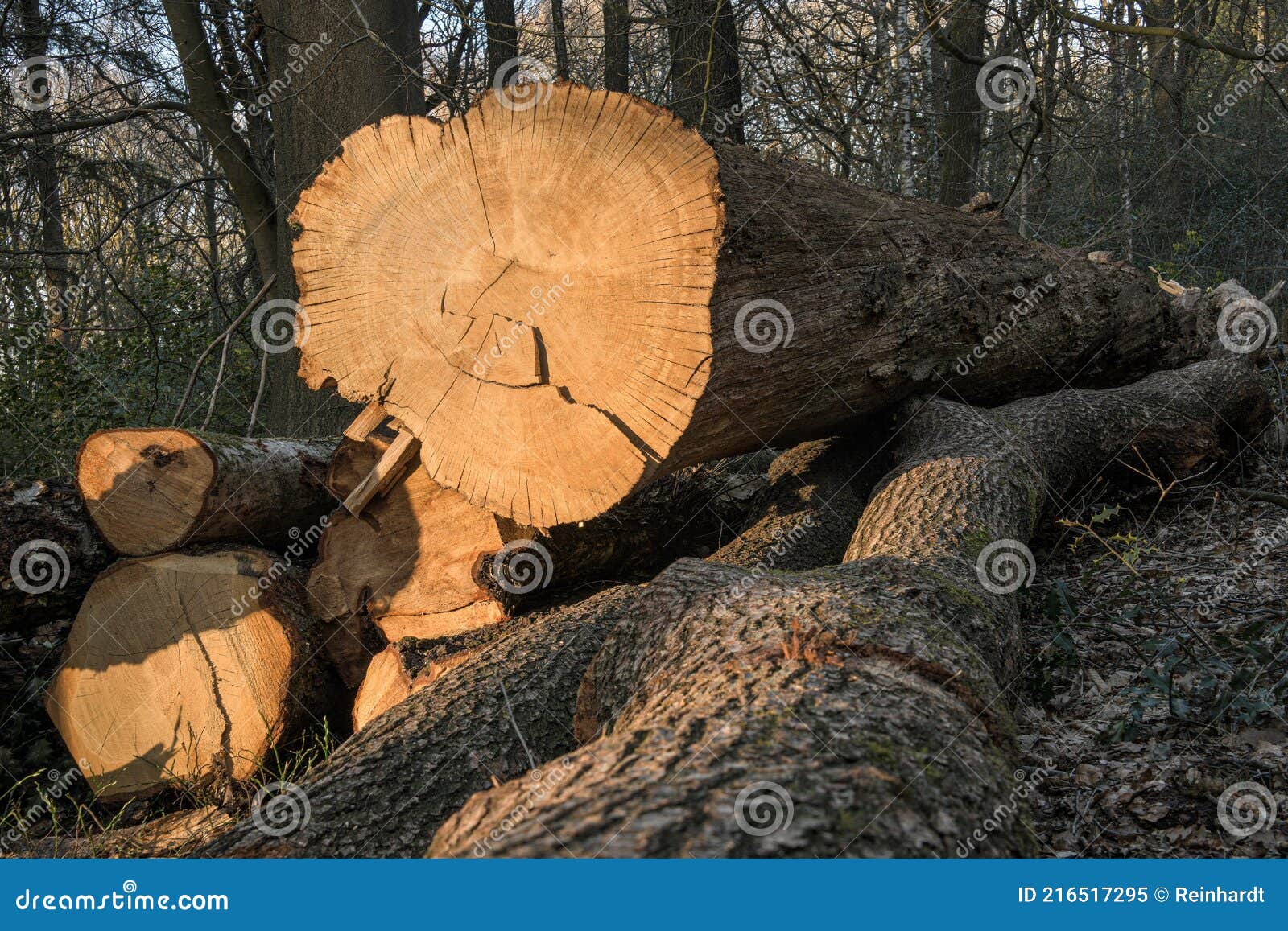 Logs of freshly cut trees stock image. Image of leaves - 216517295