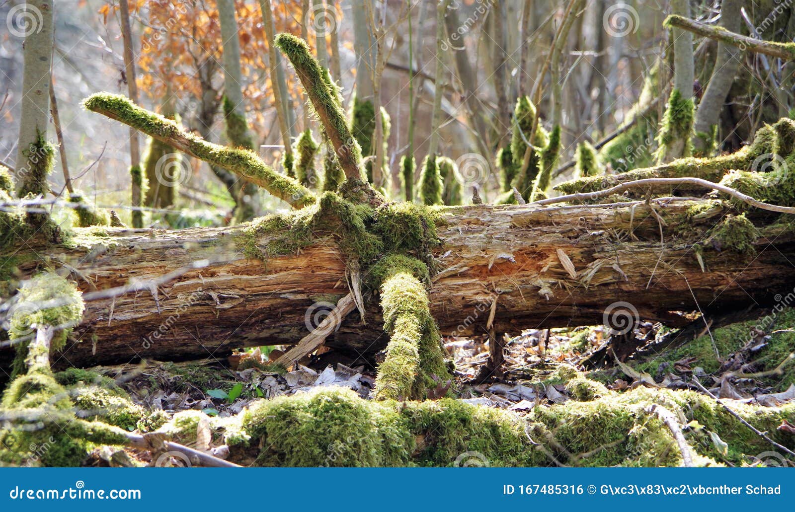Large Fallen Tree with Moss Cover Stock Photo - Image of upset, stage ...