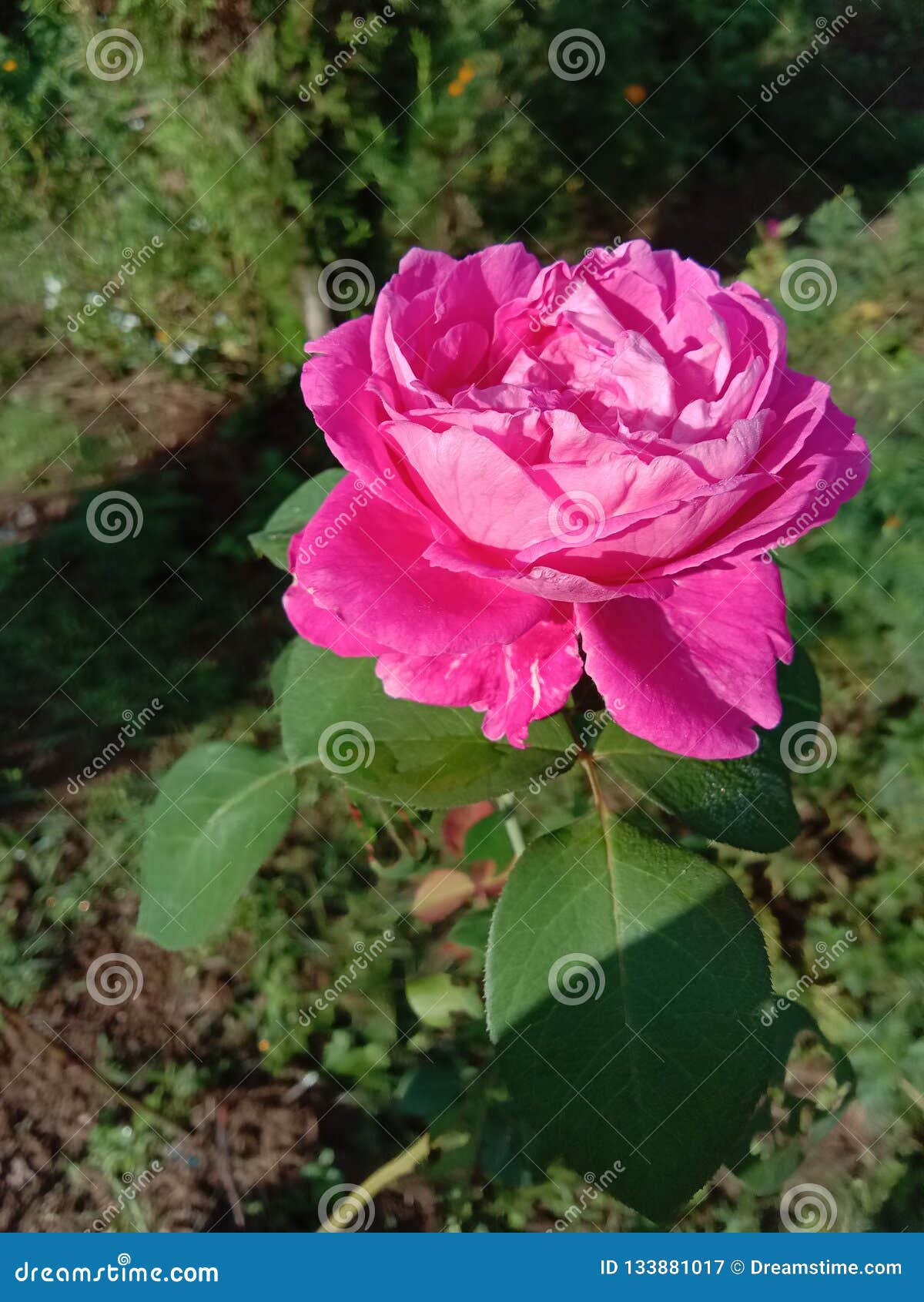Be always happy stock image. Image of happy, rose, lesson - 133881017