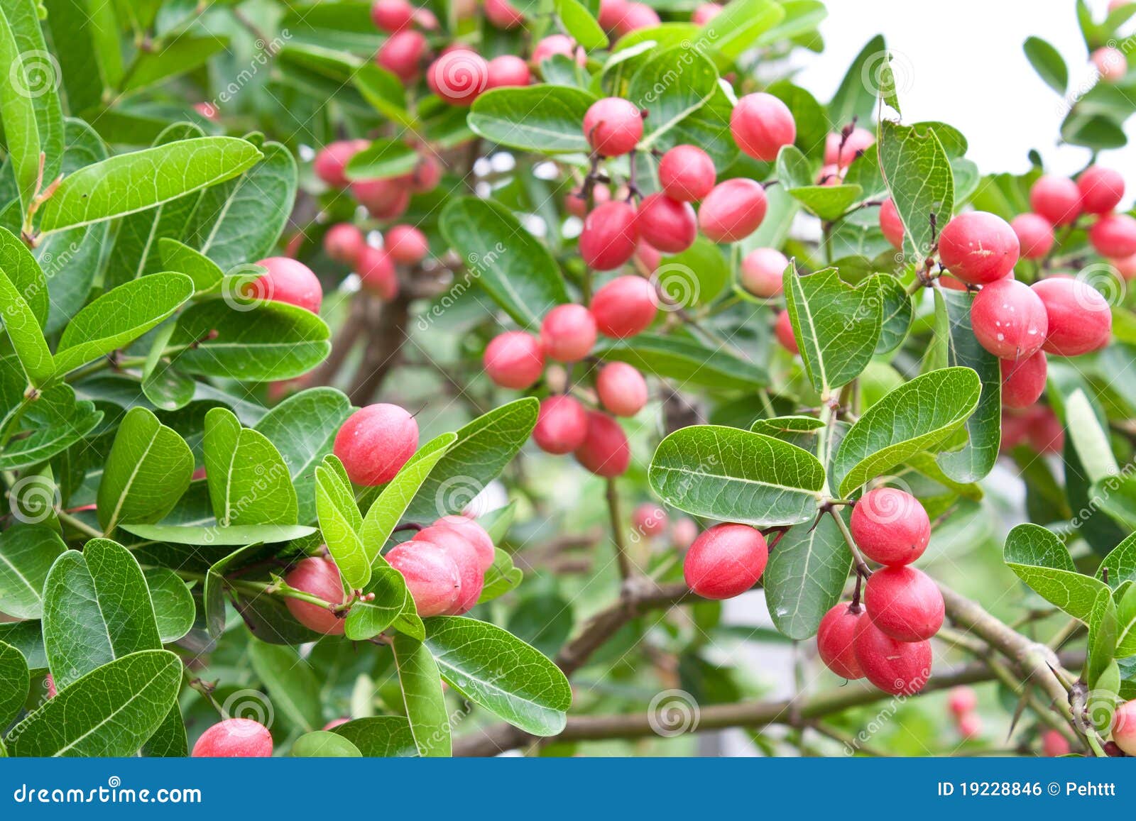 Be nimble Cherry Fruit stock photo. Image of thailand - 19228846