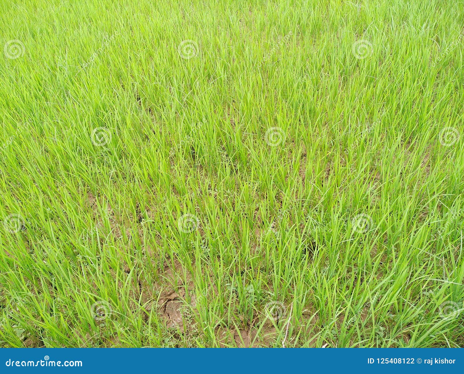 Indian paddy plant stock photo. Image of paddy, positivehow - 125408122