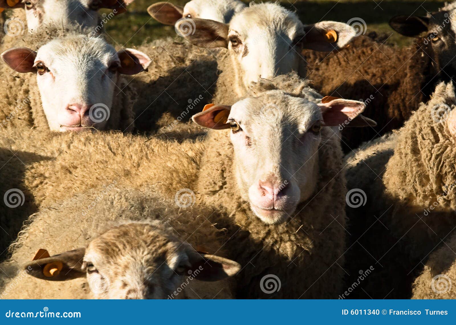 Be sheep my friend stock photo. Image of ears, natural - 6011340
