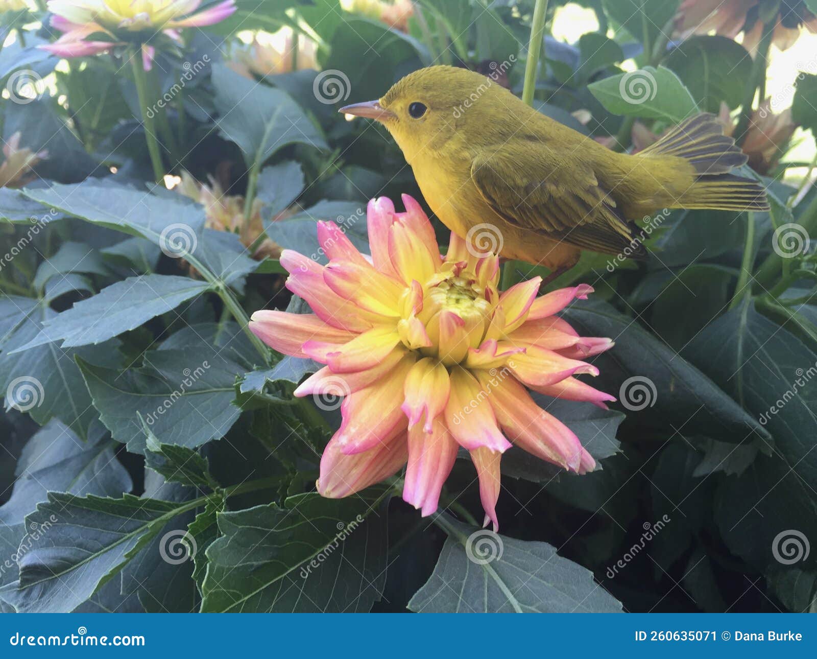 Be still bird stock image. Image of leaf, garden, flowers - 260635071