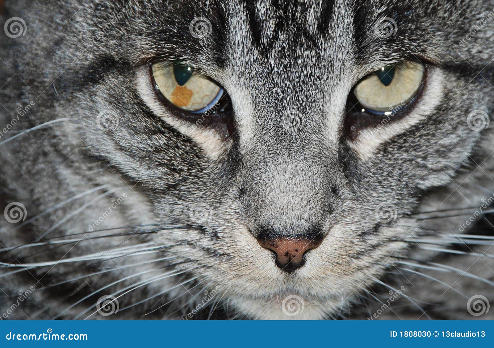 Be Very Careful stock photo. Image of cats, mammal, animal - 1808030