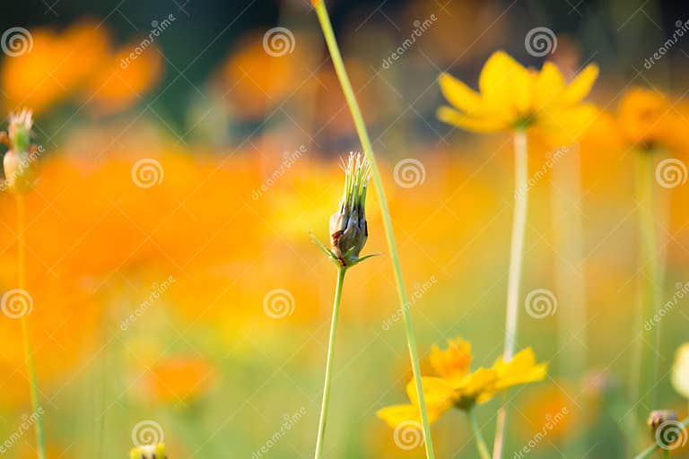 Essential and Flower Background Stock Image - Image of blog, layout ...