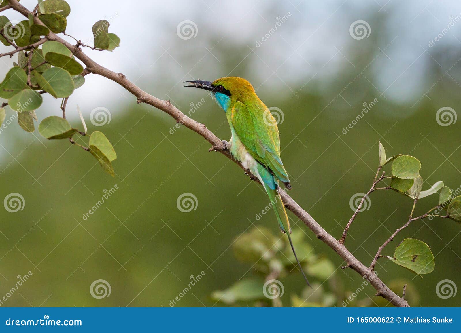 A Bea-eater with an Insect in Its Beak Stock Photo - Image of colourful ...