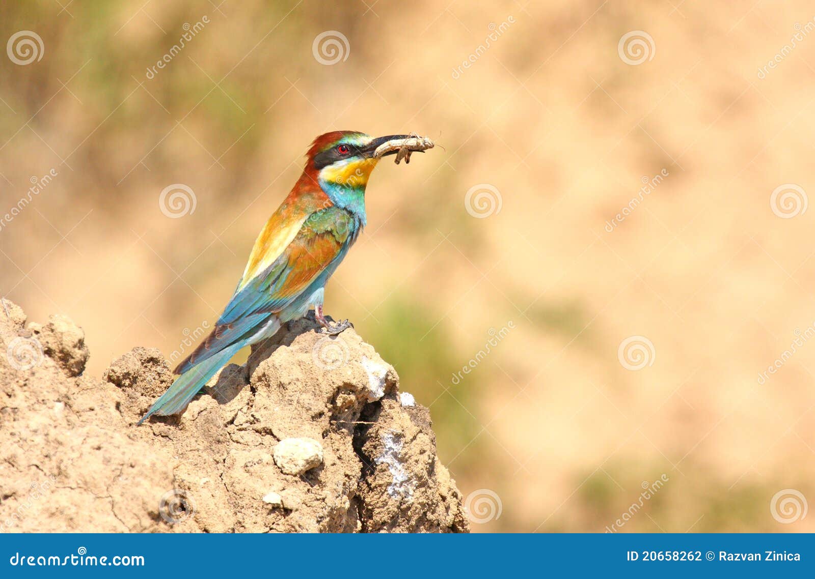 Bea-eater with prey stock photo. Image of summer, close - 20658262