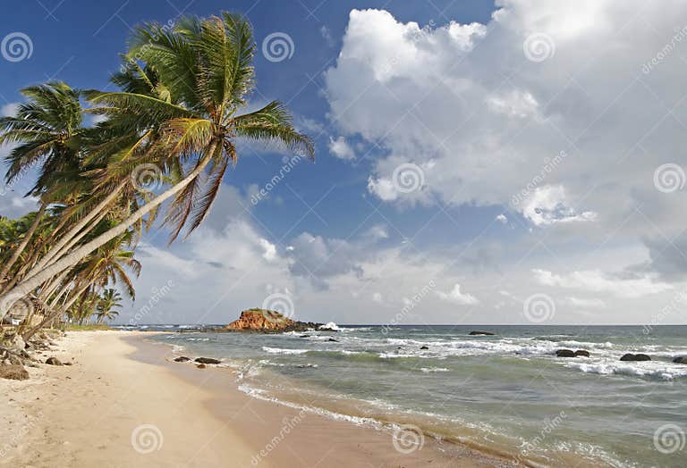 Beach stock image. Image of tree, shore, dream, beauty - 1341099