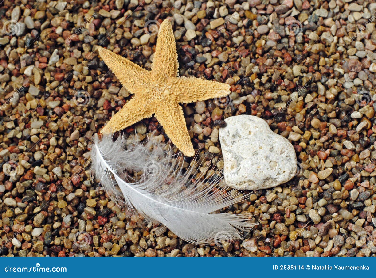 On beach stock photo. Image of invertebrate, marines, ocean - 2838114