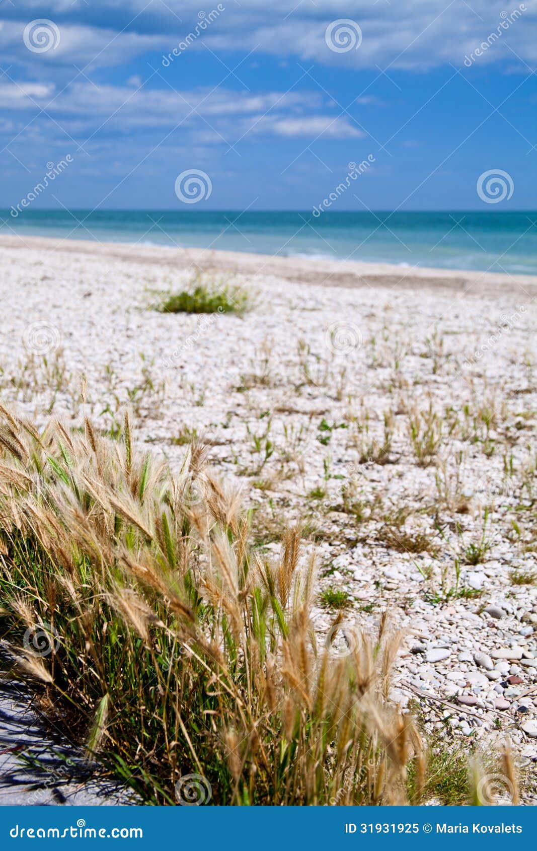 Beach of Adriatic Sea, Italy Stock Image - Image of long, italy: 31931925