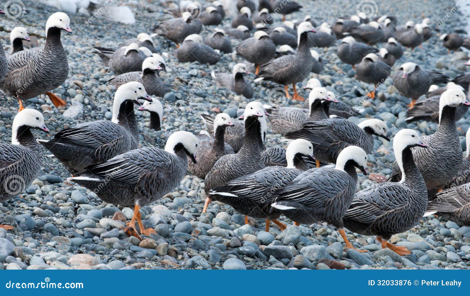 On a beach in Alaska stock photo. Image of hunt, fowl - 32033876