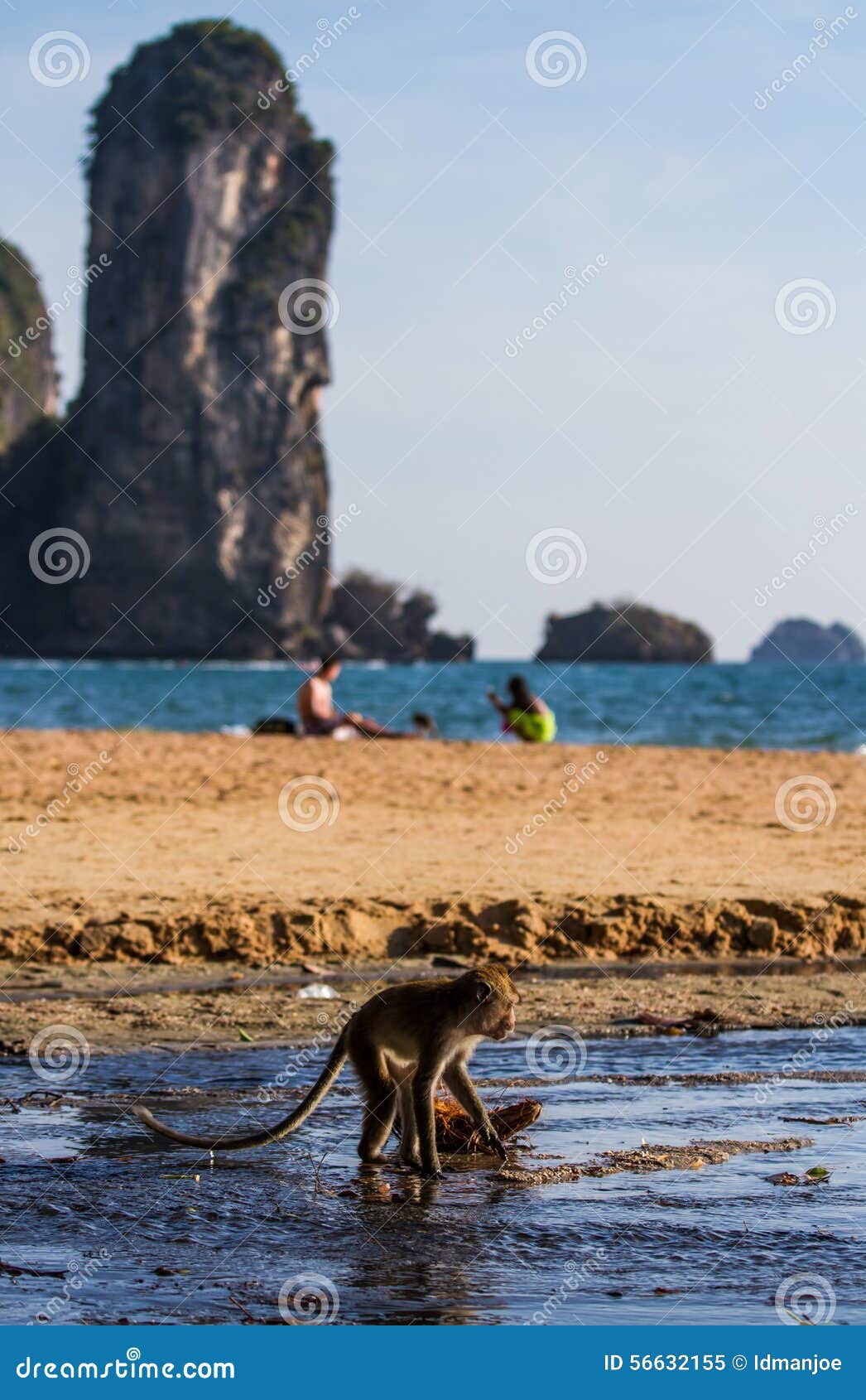 Beach of the ape stock image. Image of simian, animal - 56632155