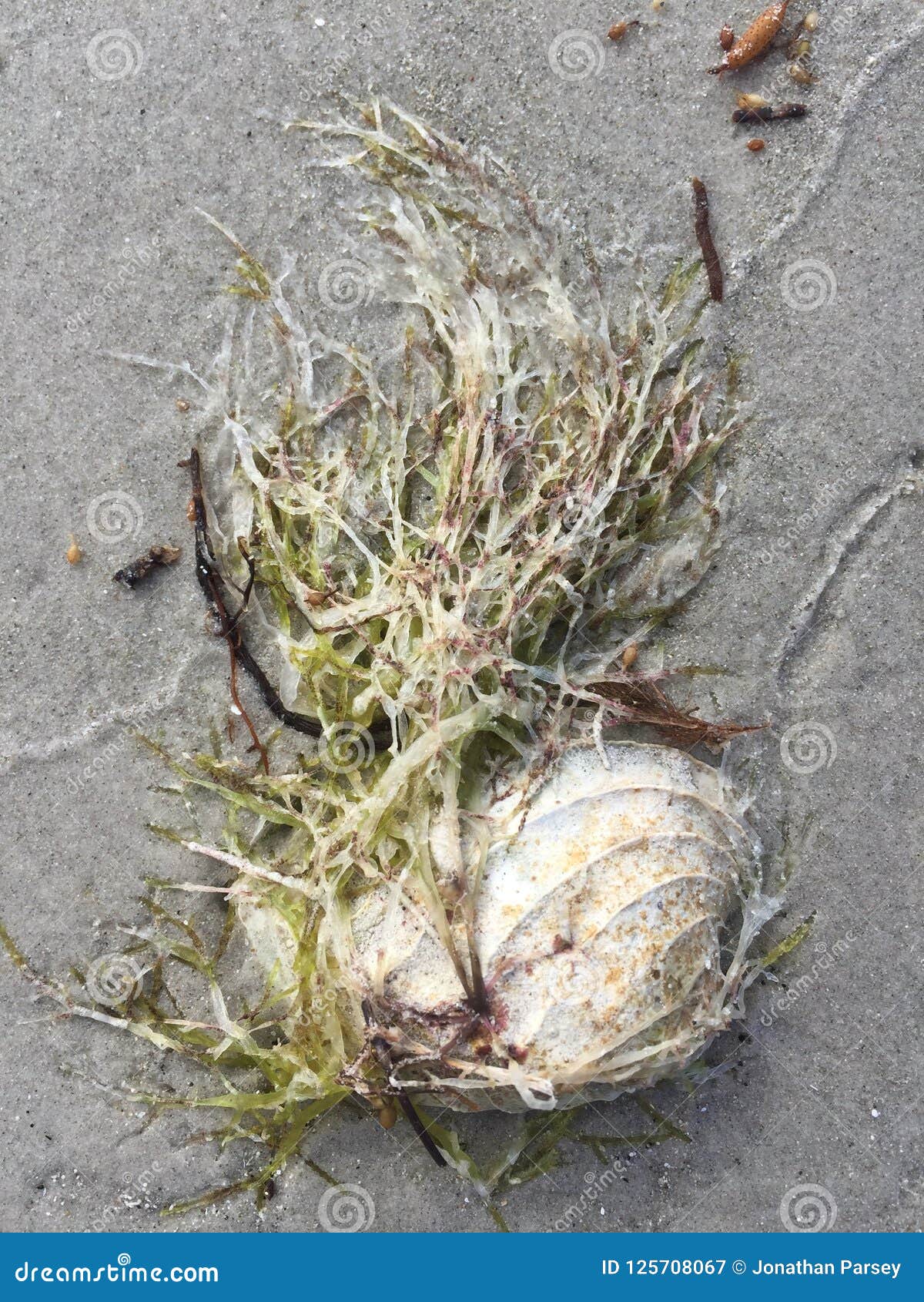 Beach Art Seaweed Shells Sand Stock Image - Image of shells, beach ...
