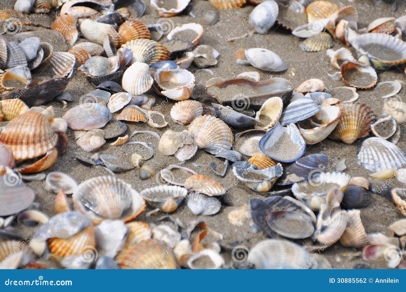 Beach background stock photo. Image of assorted, cockle - 30885562