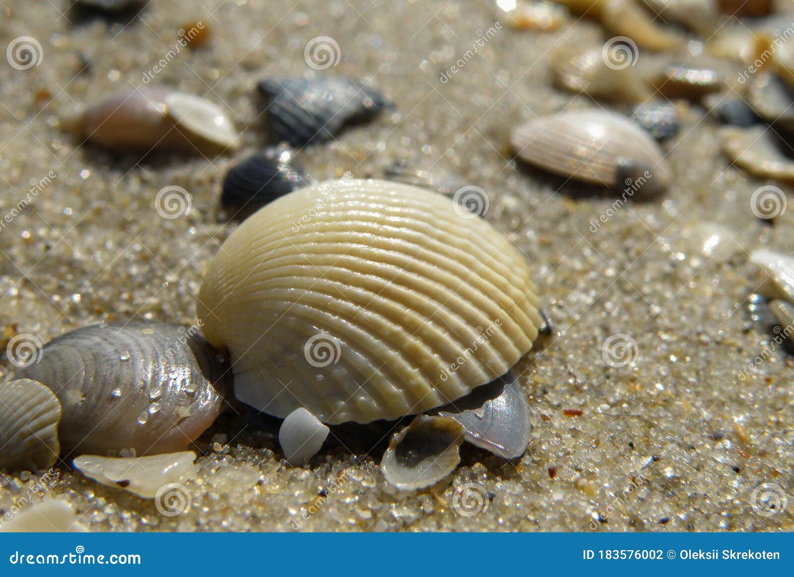 Beach Background with Shells, Photo with Shallow Depth of Field. Stock ...