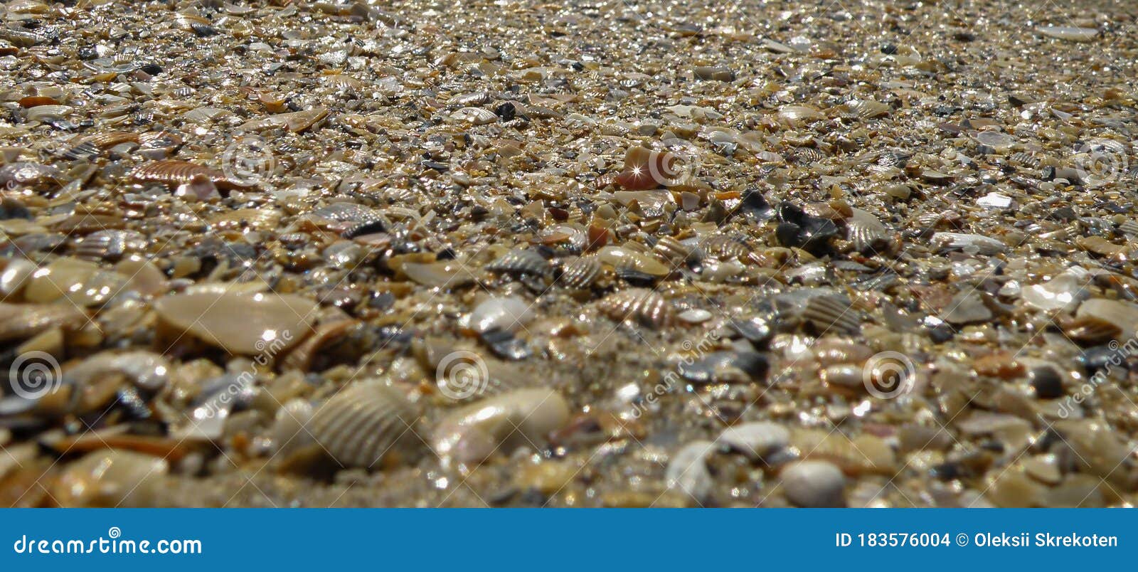 Beach Background with Shells, Photo with Shallow Depth of Field. Stock ...