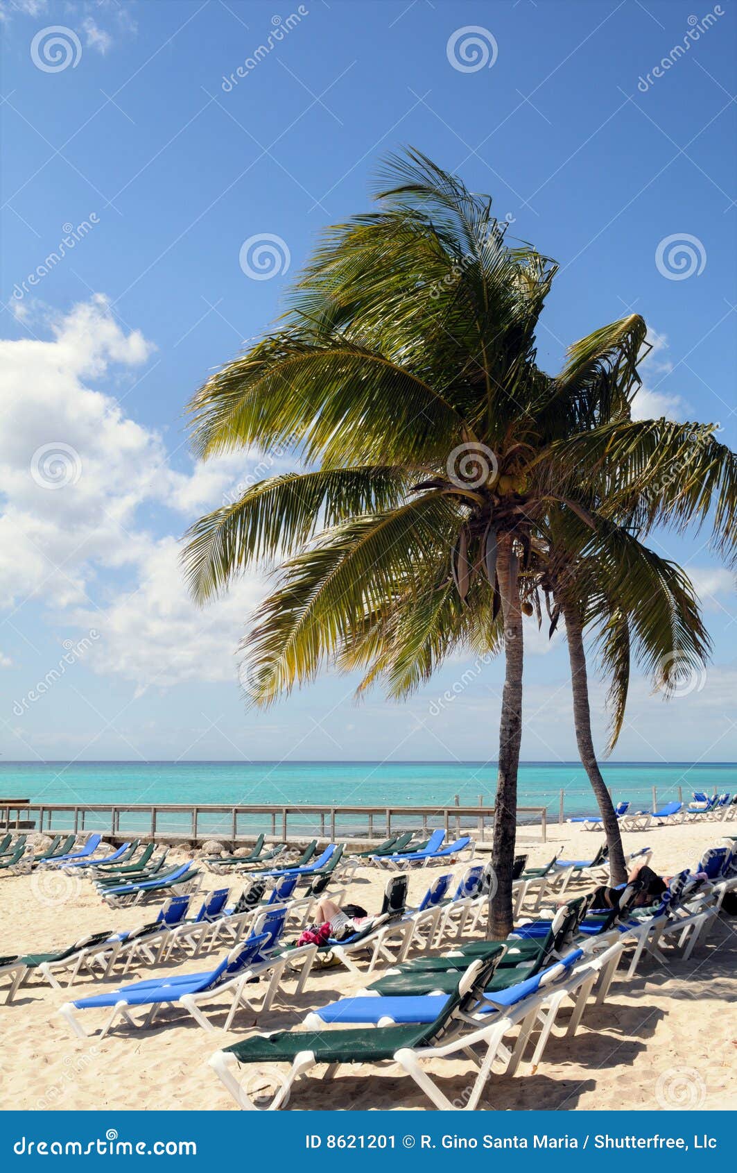 Beach on the Bahamas with Coconut Tree Stock Image - Image of paradise ...