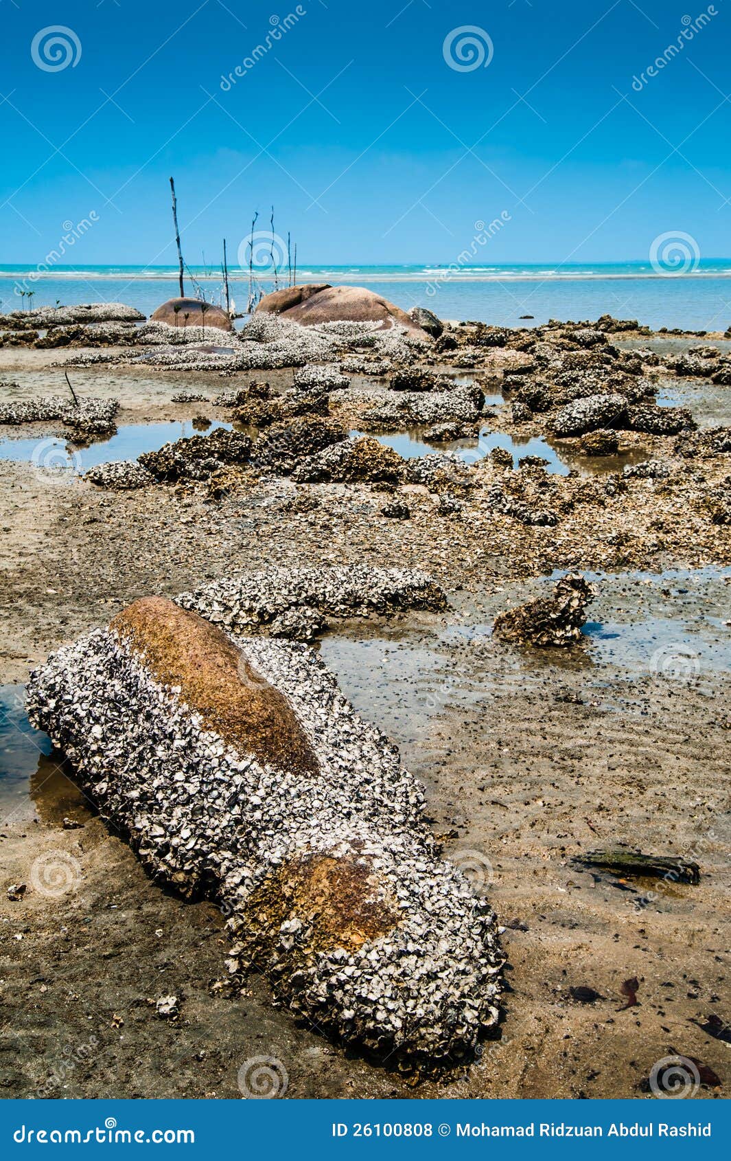 Beach and Barnacles stock photo. Image of rocks, barnacles - 26100808