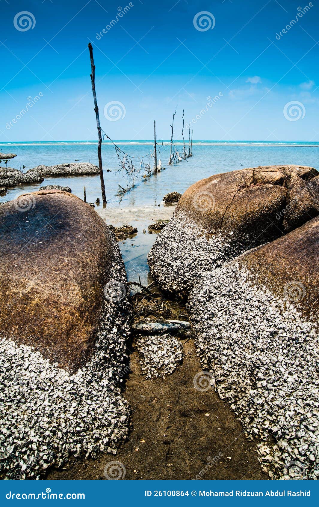 Beach and Barnacles stock photo. Image of still, objects - 26100864