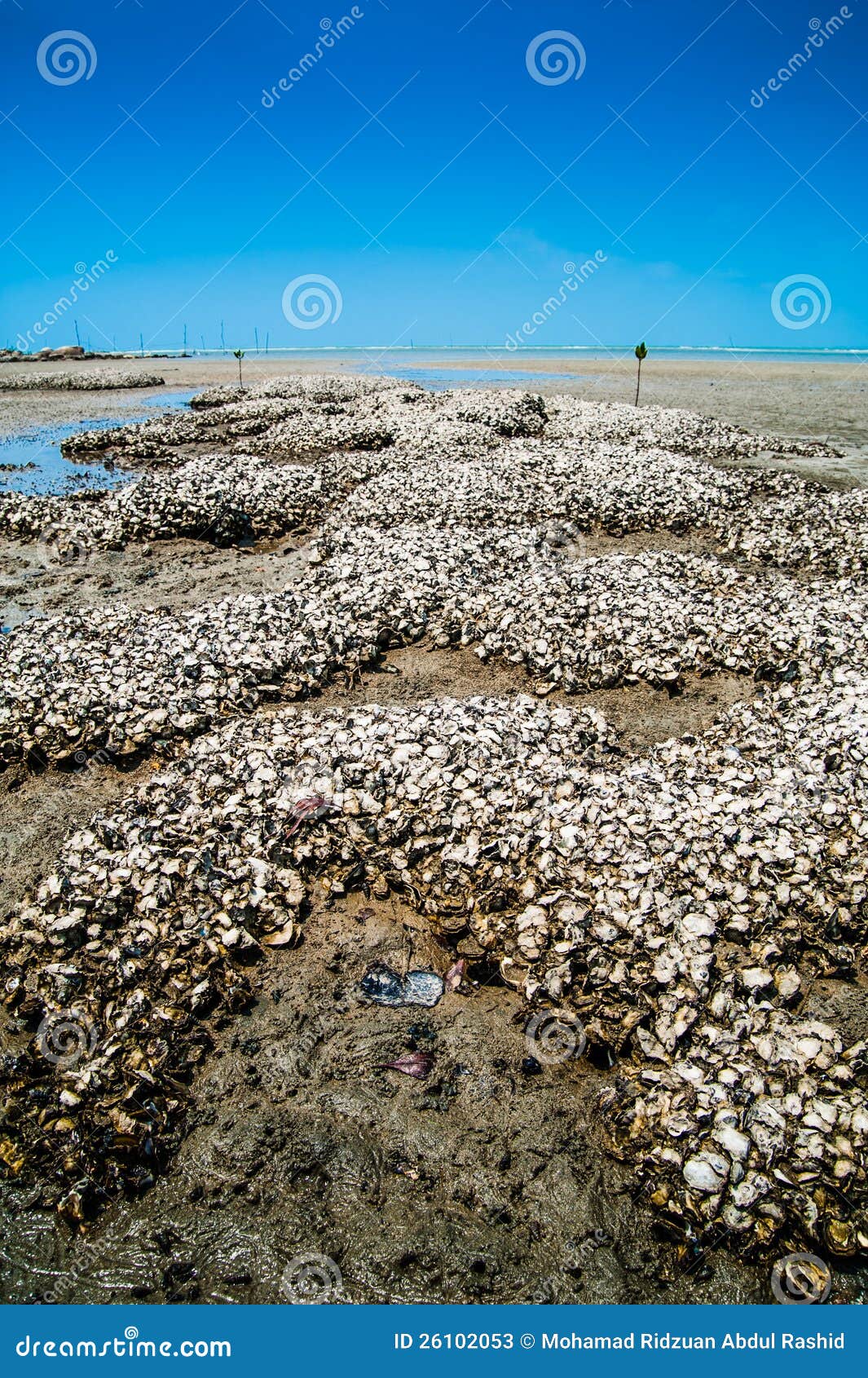 2,086 Beach Barnacles Stock Photos - Free & Royalty-Free Stock Photos ...