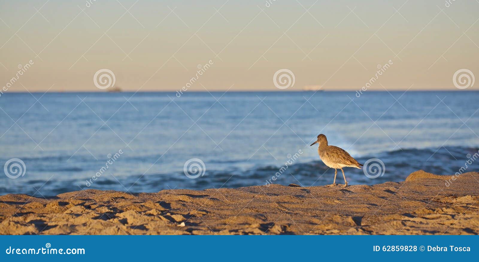 Beach bird stock photo. Image of beach, sand, bird, ocean - 62859828
