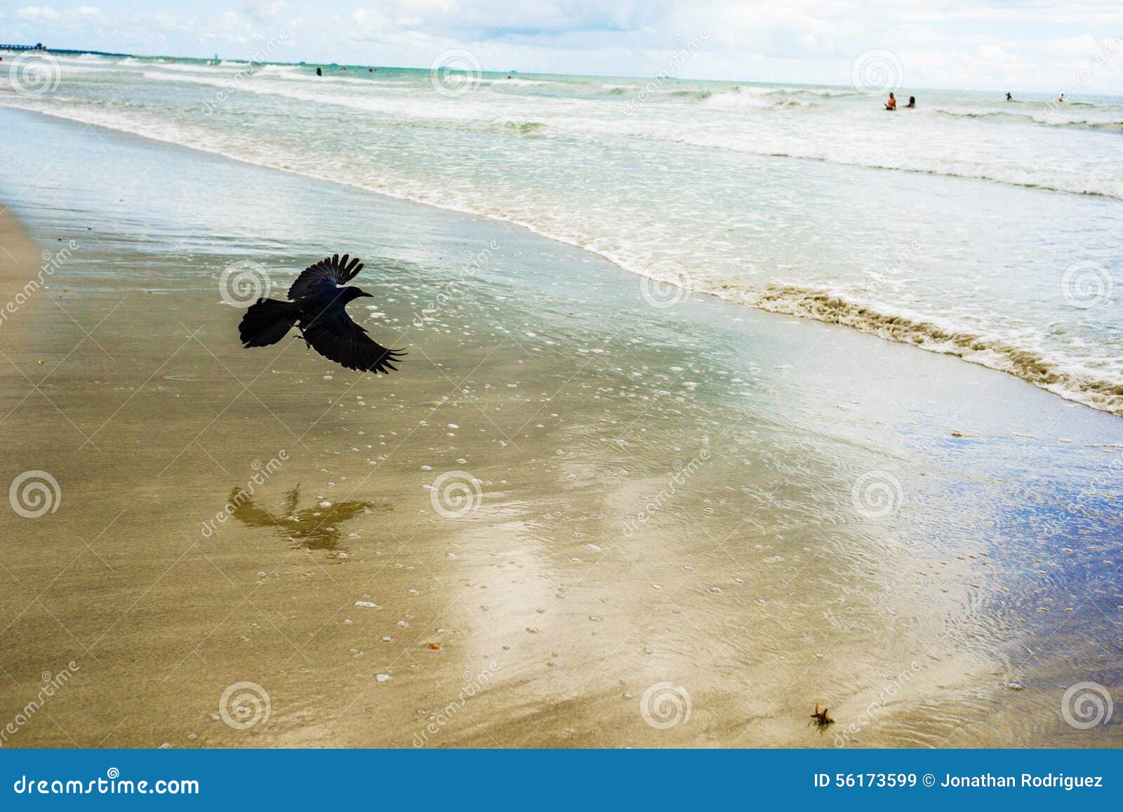 Beach Bird stock image. Image of sand, bird, flying, beach - 56173599