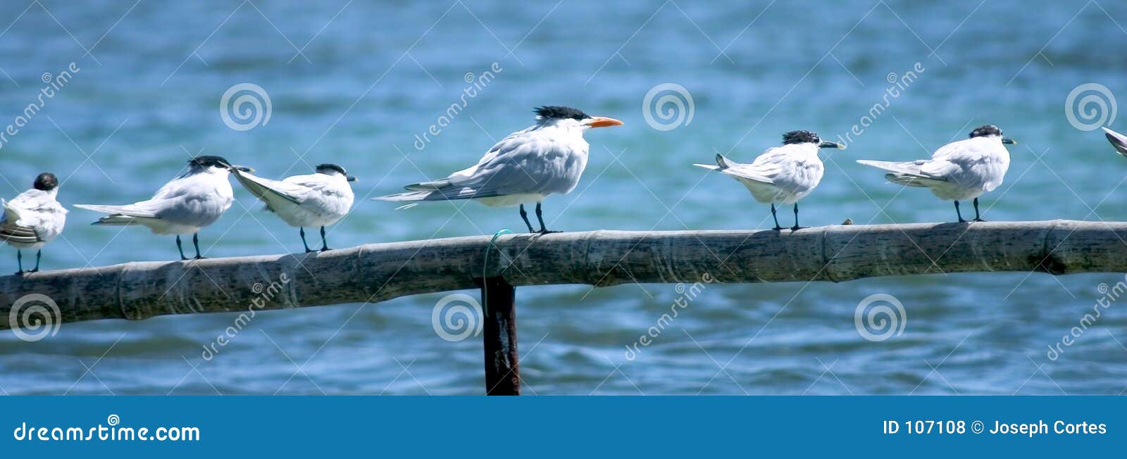 Beach Birds stock photo. Image of outdoors, shore, water - 107108