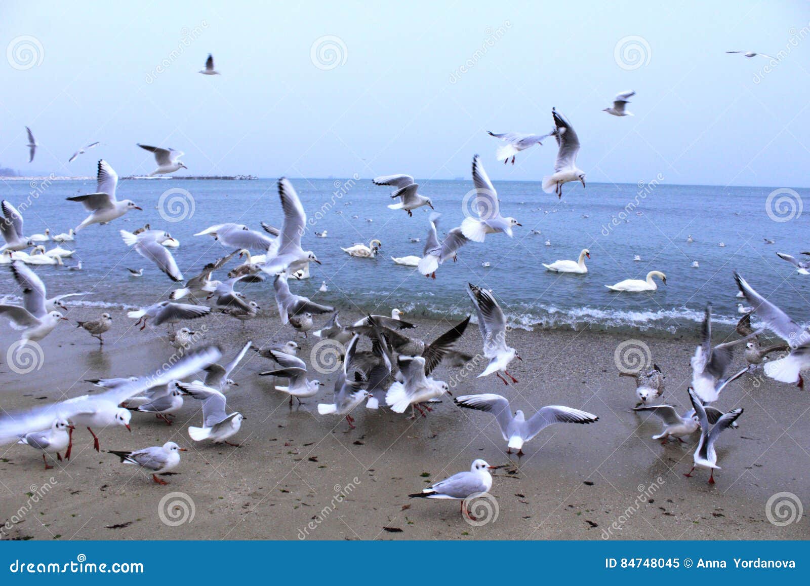 Pothering Stock Photos - Free & Royalty-Free Stock Photos from Dreamstime