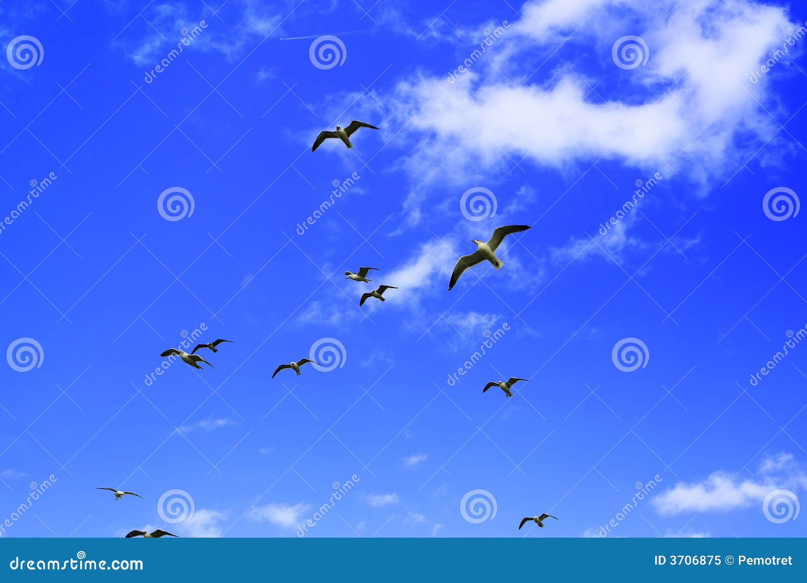 Beach Birds Flying stock image. Image of sunny, travel - 3706875