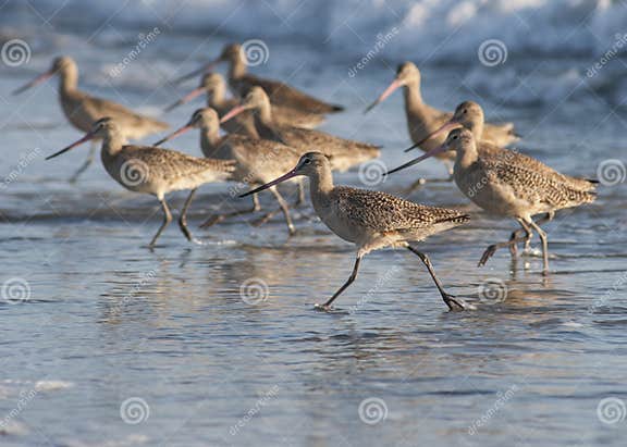 Beach birds running stock image. Image of wildlife, birds - 29507003