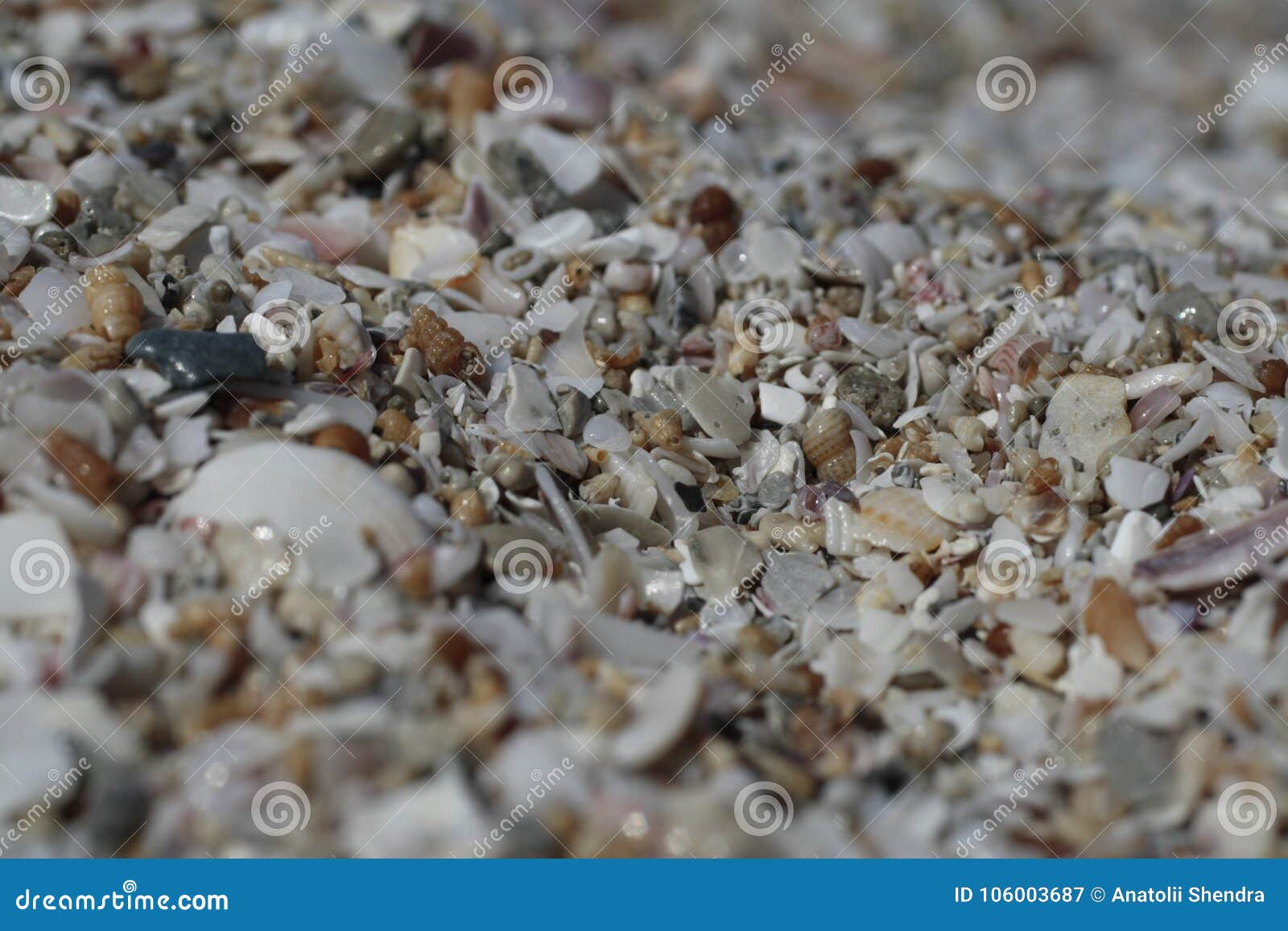 On the Beach of the Black Sea a Small Shellfish Stock Image - Image of ...