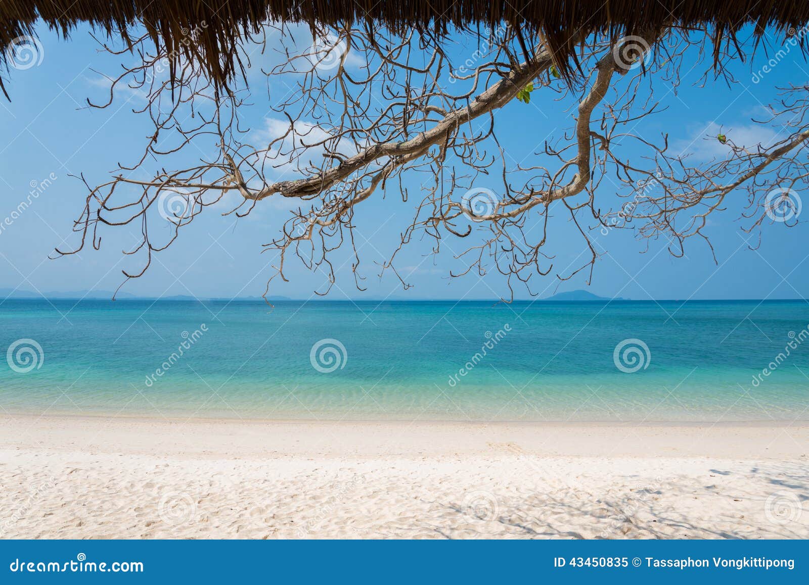 Beach branches blue sky stock image. Image of travel - 43450835