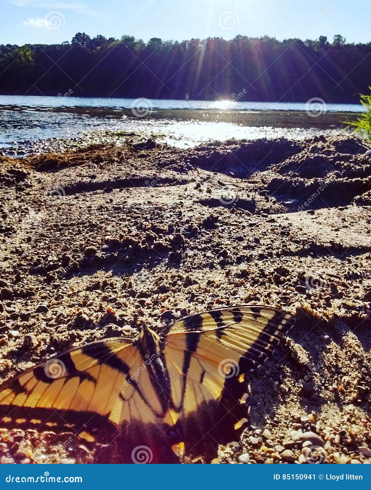 Beach bugs stock image. Image of bugs, butterfly, beach - 85150941