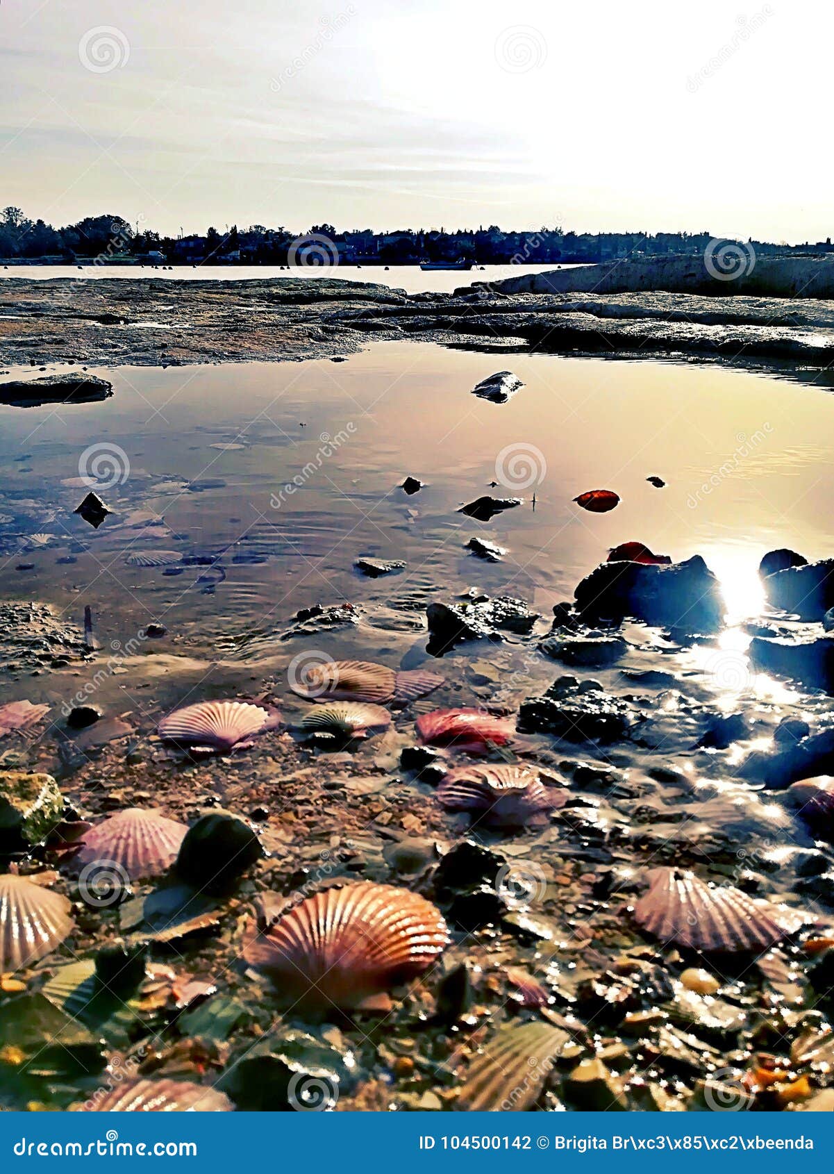 Beach stock photo. Image of bunch, colours, beach, shells - 104500142