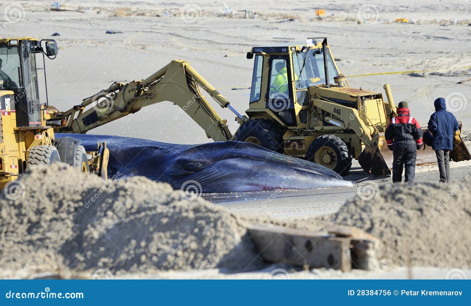 Beach Burial for the Dead Whale at Breeze Point Editorial Photo - Image ...
