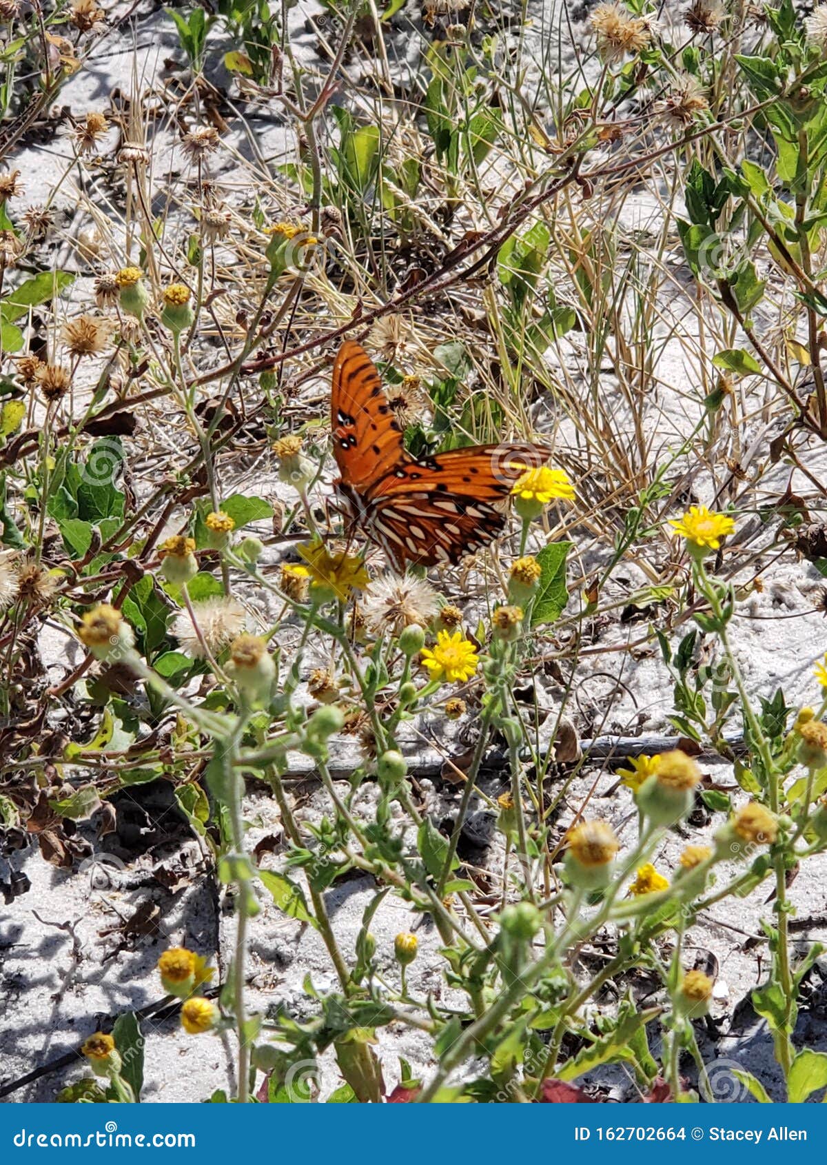 Beach butterfly stock photo. Image of beach, monarch - 162702664