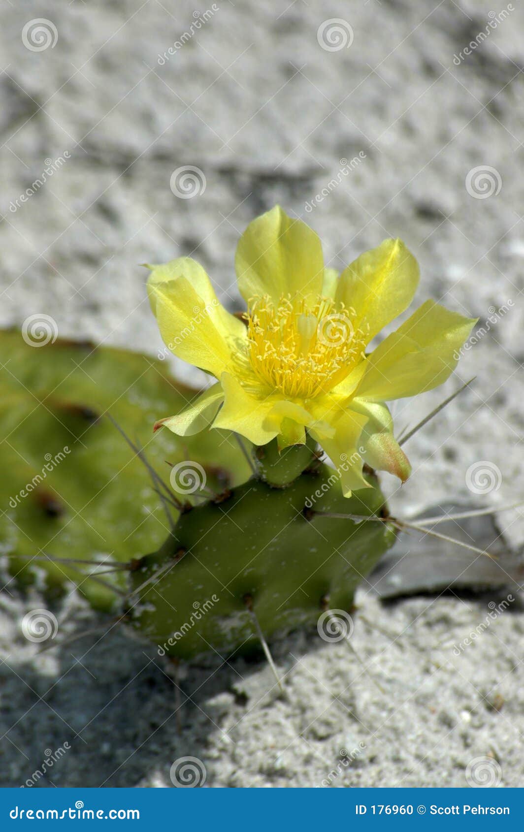 Beach cactus blooming stock photo. Image of beach, blooms - 176960