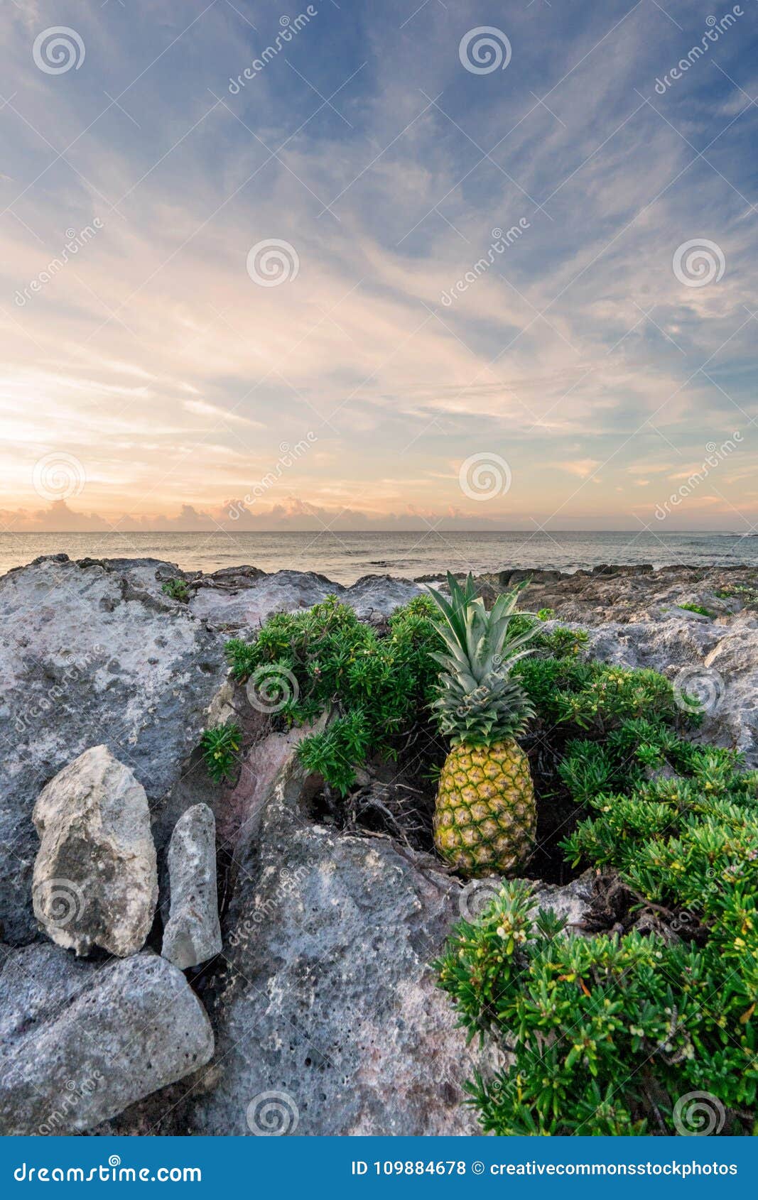 Beach, Cactus, Clouds Picture. Image: 109884678