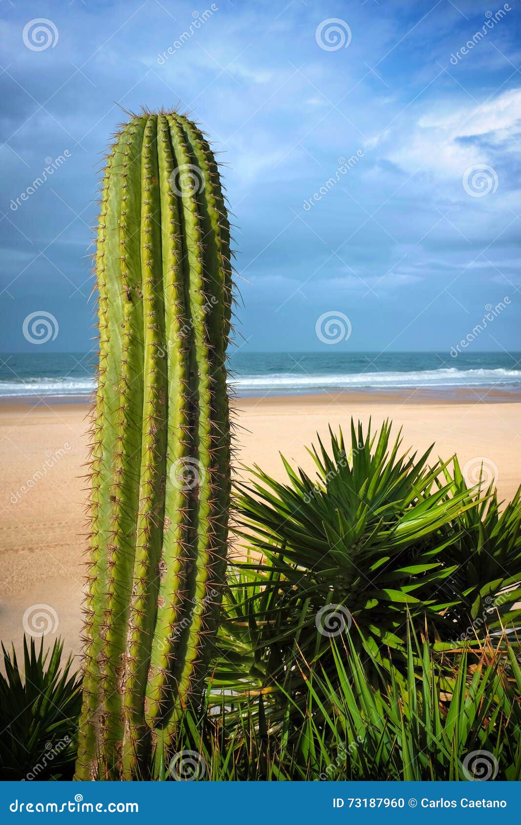 Beach Cactus stock photo. Image of colorful, natural - 73187960