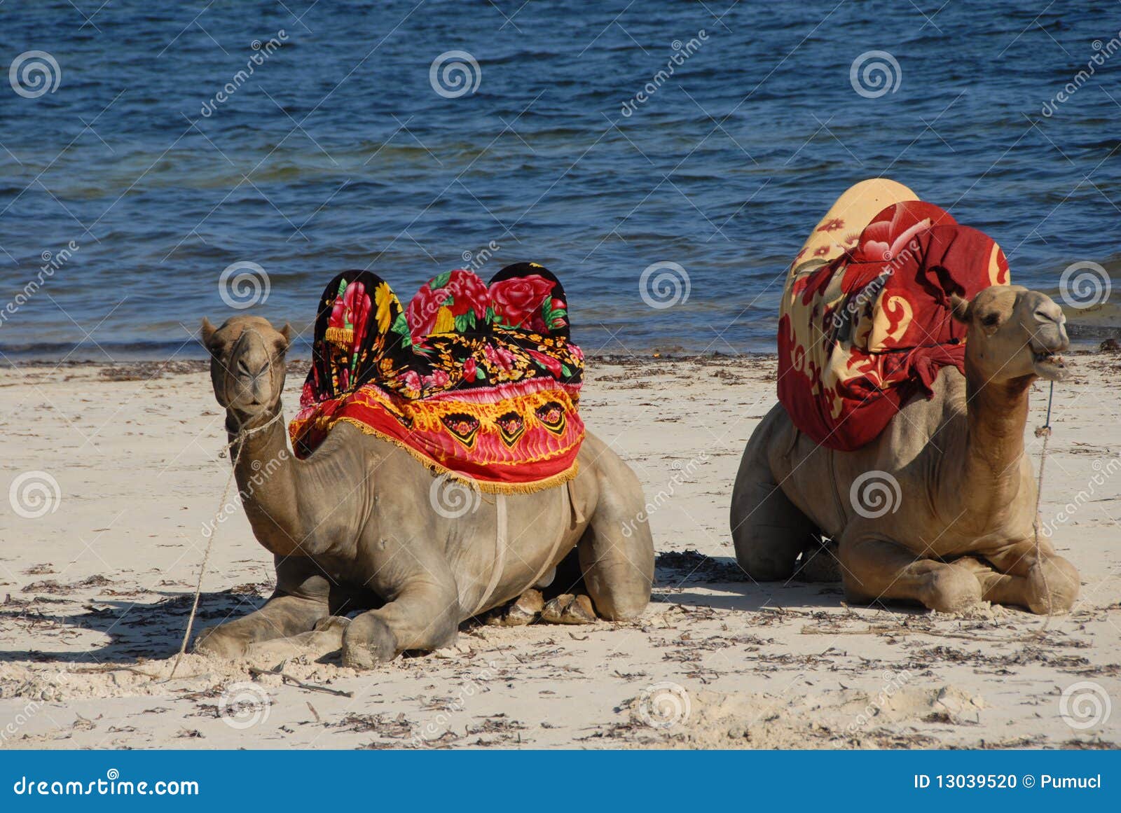 Beach Camel stock photo. Image of rest, animal, hump - 13039520