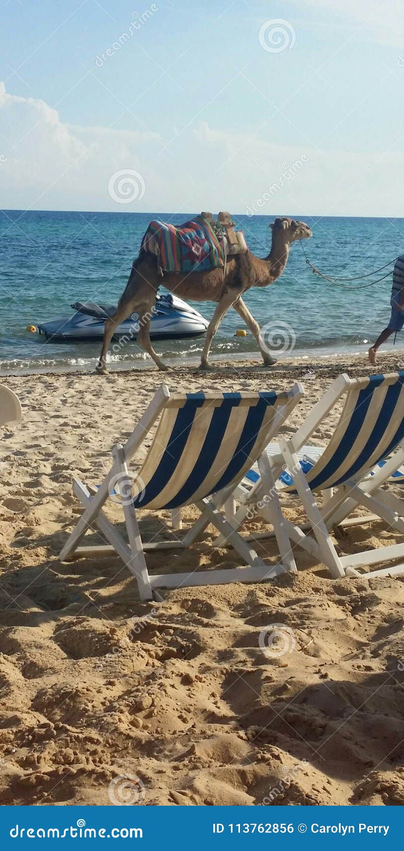 Beach Camel stock photo. Image of sand, beach, camel - 113762856