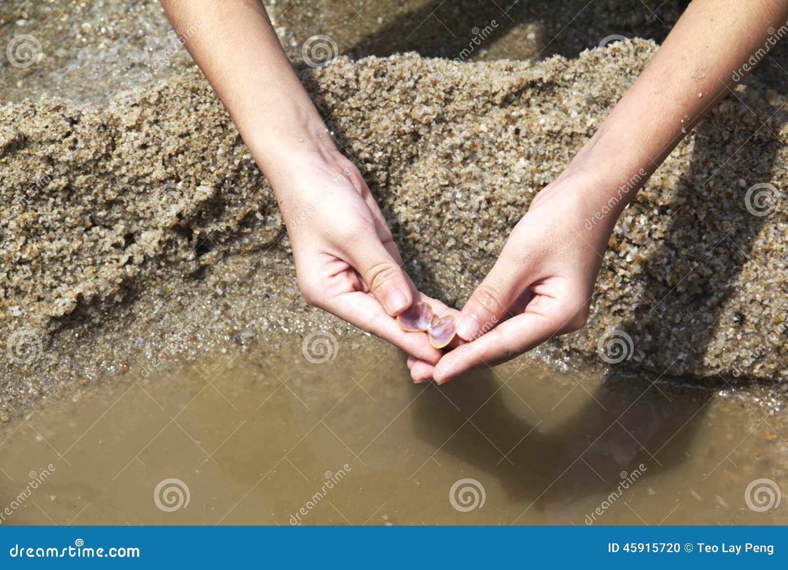 Beach caught small shell stock photo. Image of body, golden - 45915720